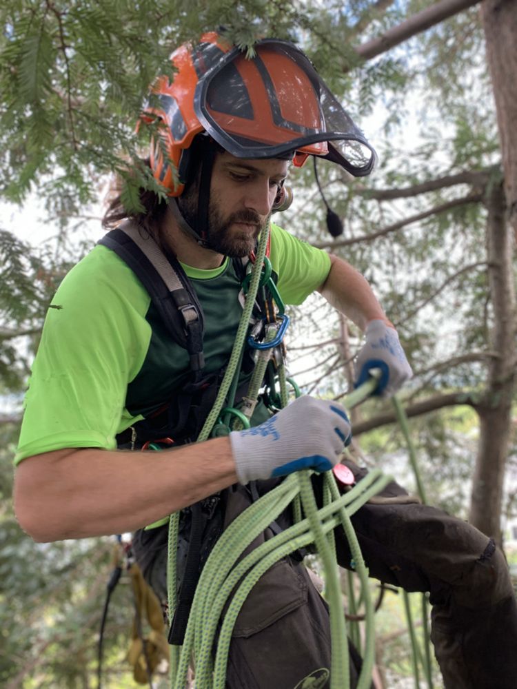 About | Samsara Tree Care