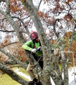 Tree Cabling | Samsara Tree Care | Professional Tree Bracing | Tree ...