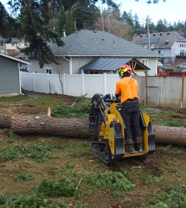 Tree Removal - Samsara Tree Care