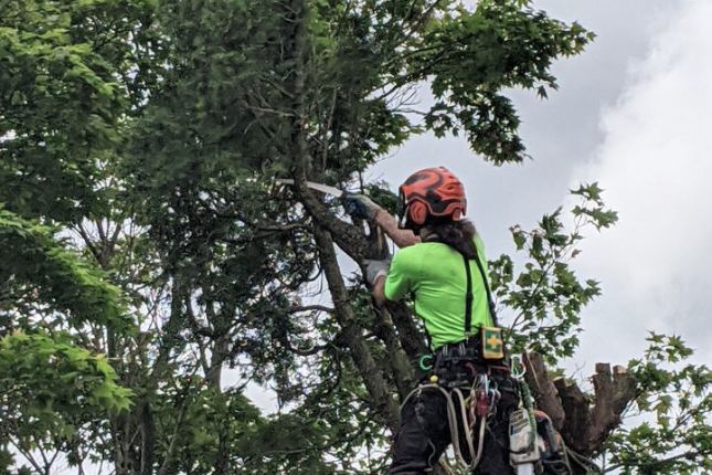 Tree Trimming & Pruning - Samsara Tree Care
