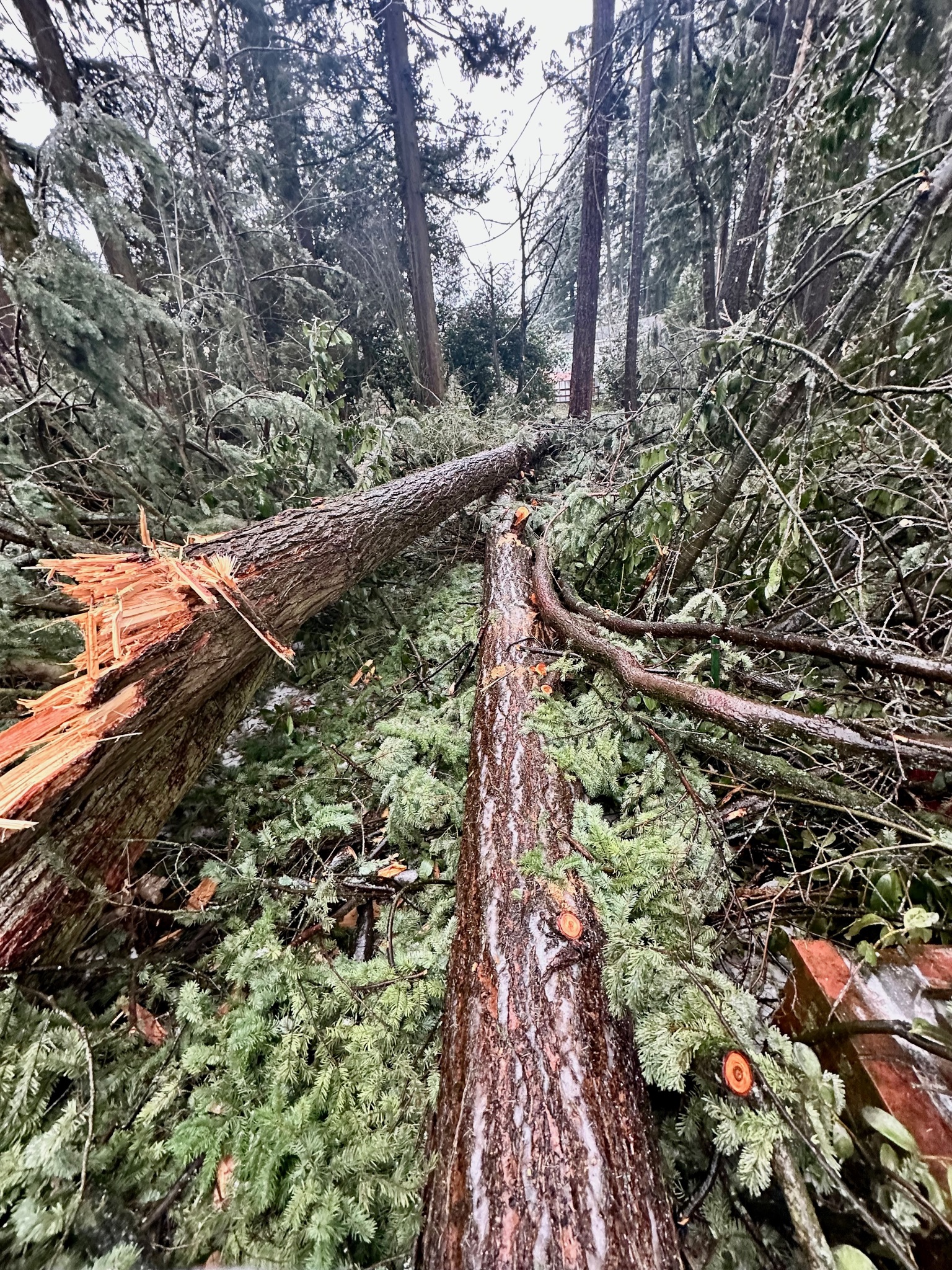 Samsara Tree Care - Certified Arborists - Free Quotes