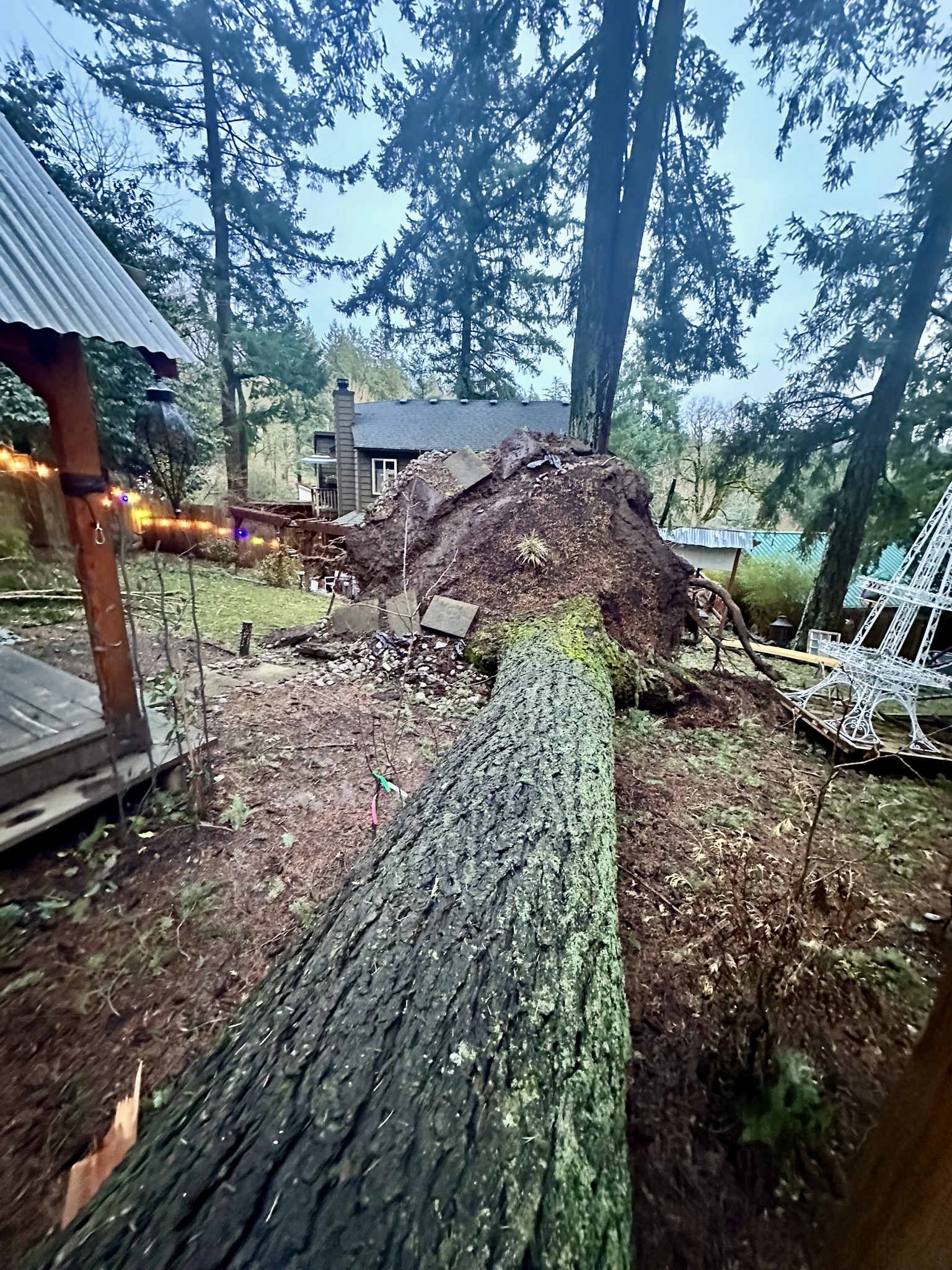 Samsara Tree Care - Certified Arborists - Free Quotes