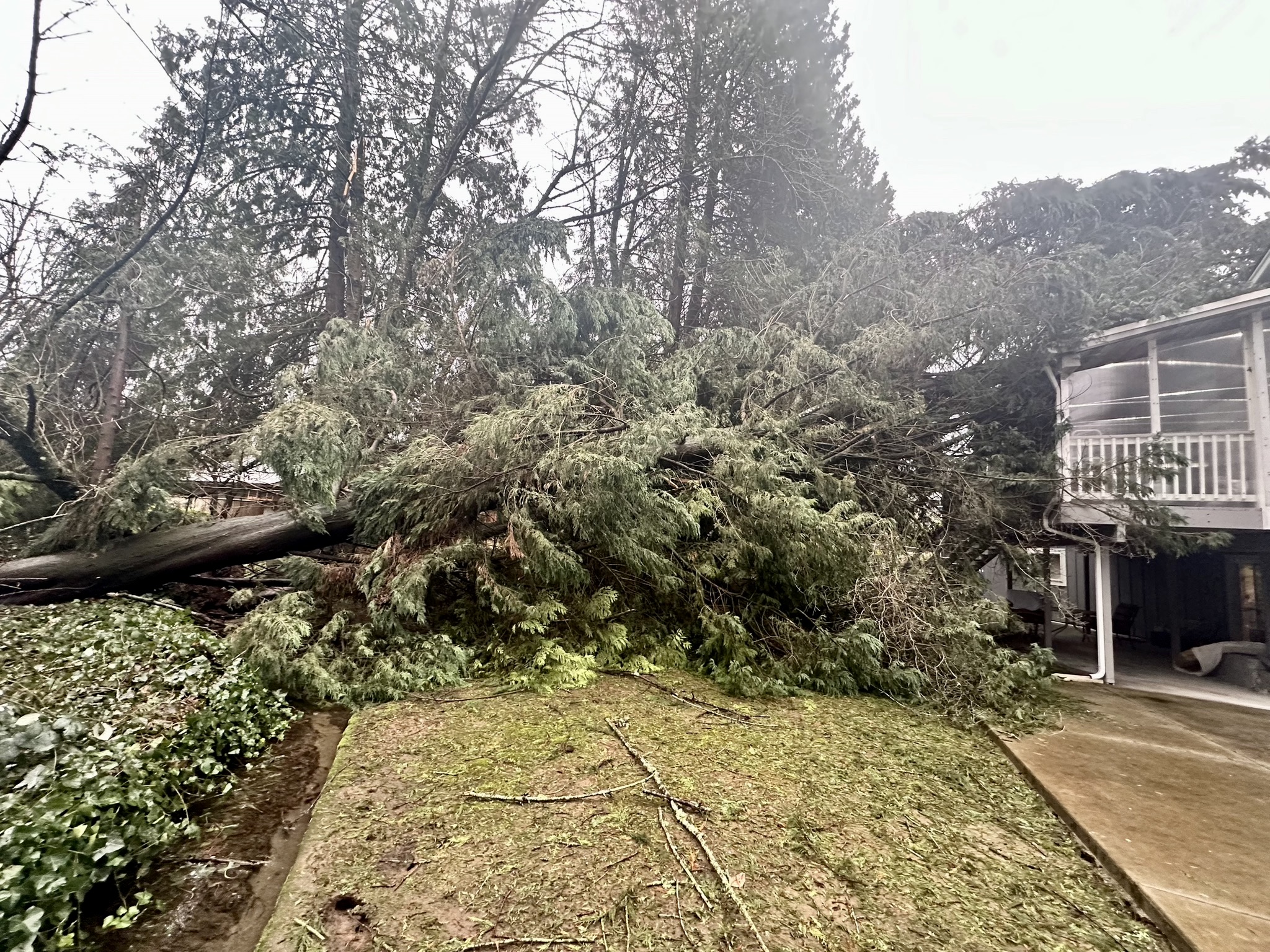 Samsara Tree Care - Certified Arborists - Free Quotes