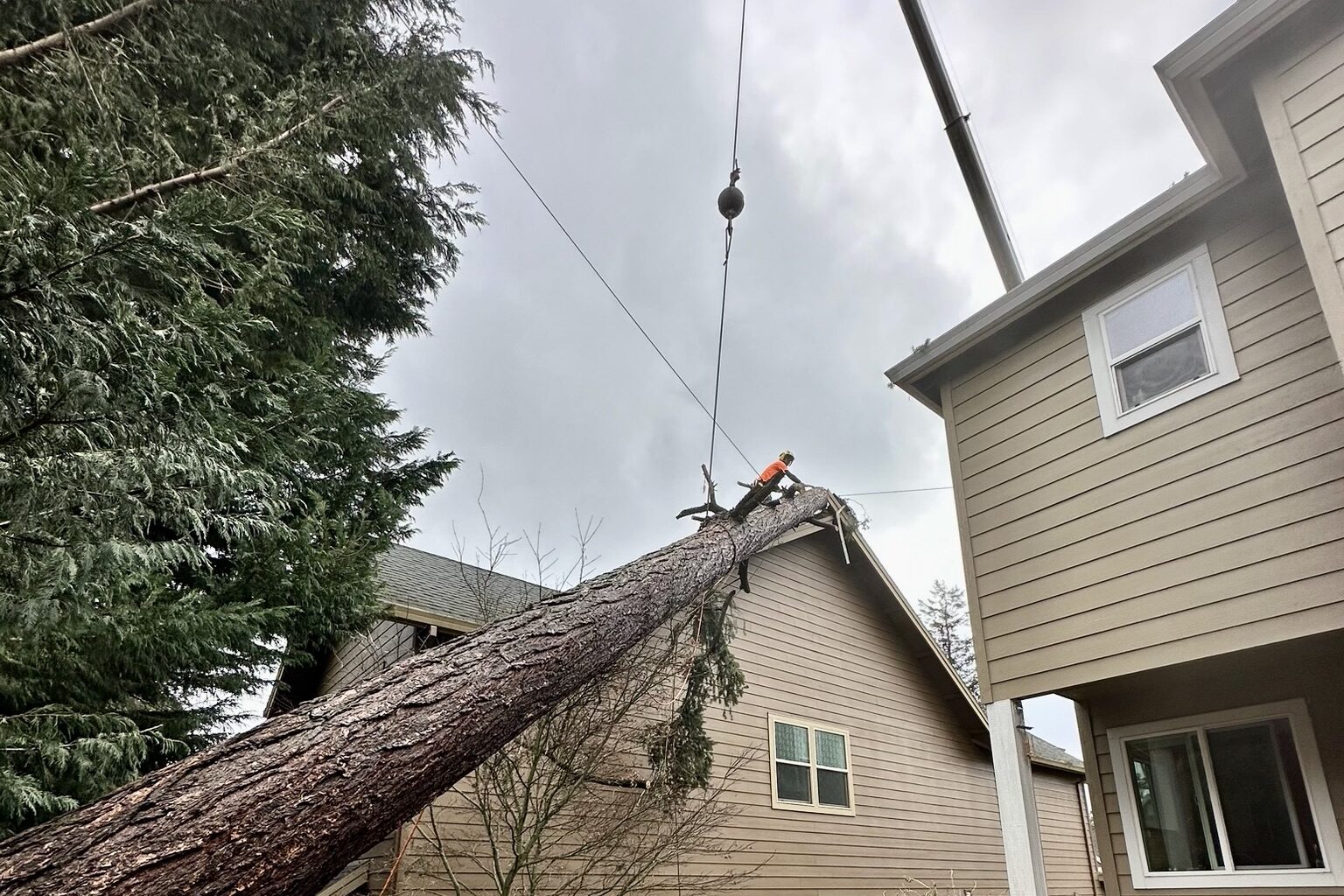Electrical Wire Safety For Trees | Samsara Tree Care | Portland OR & Vancouver WA | Tree And ...