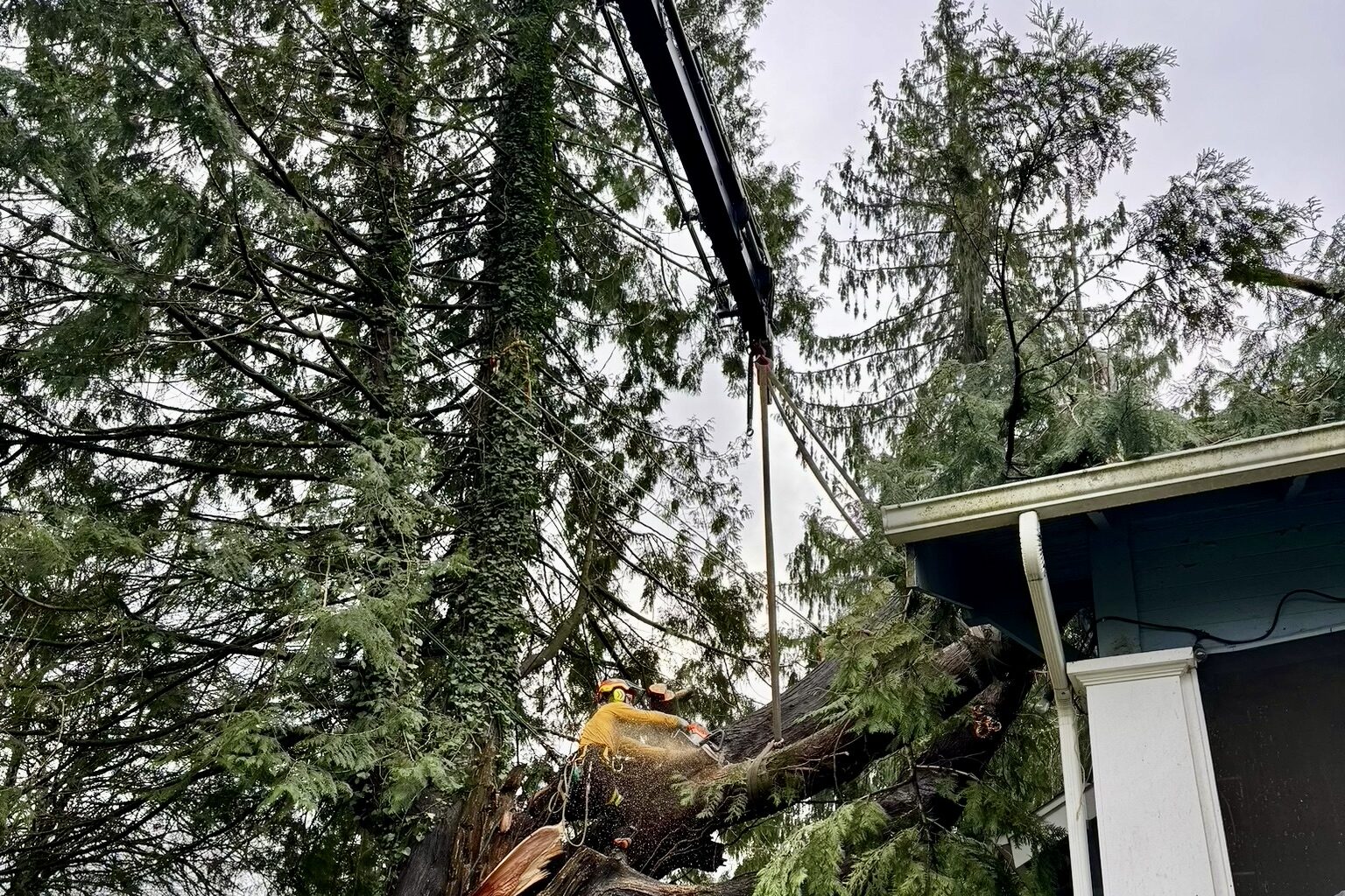 Samsara Tree Care - Certified Arborists - Free Quotes