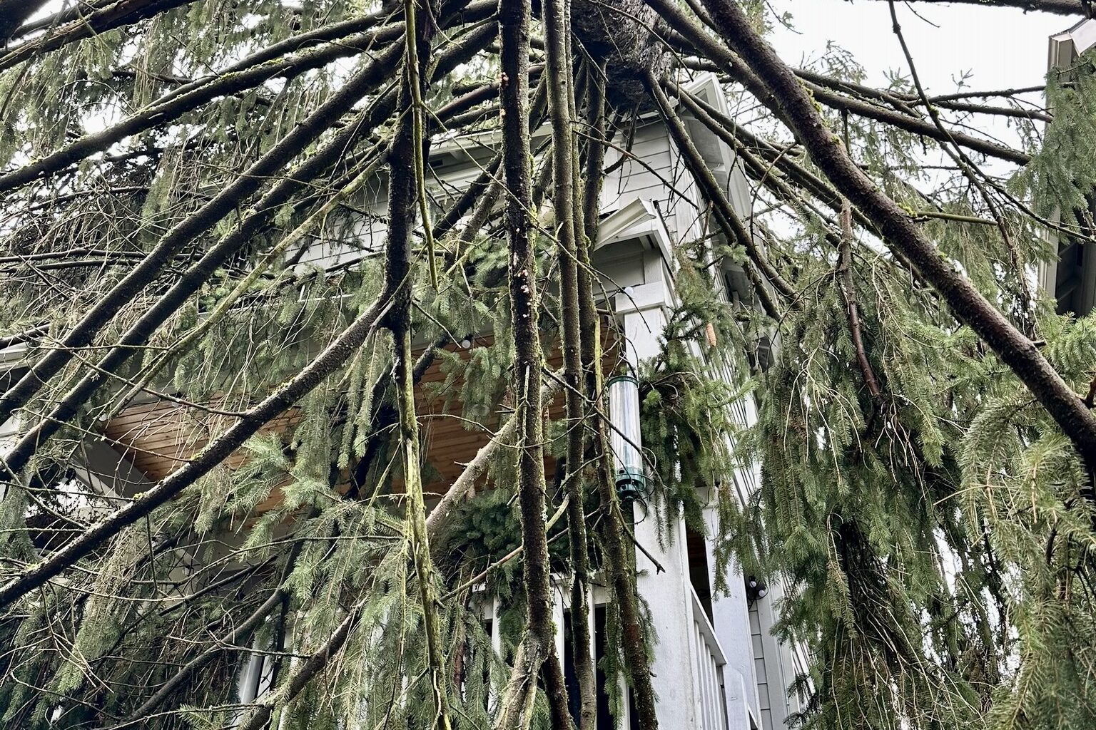 Samsara Tree Care - Certified Arborists - Free Quotes